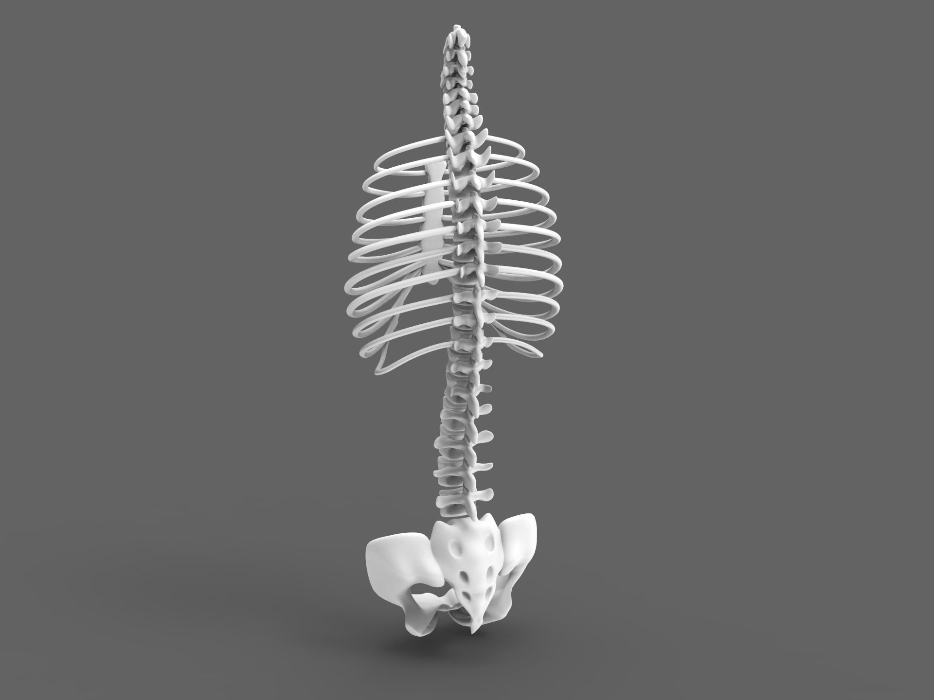 Human spine torso and rib cage 3D model | CGTrader