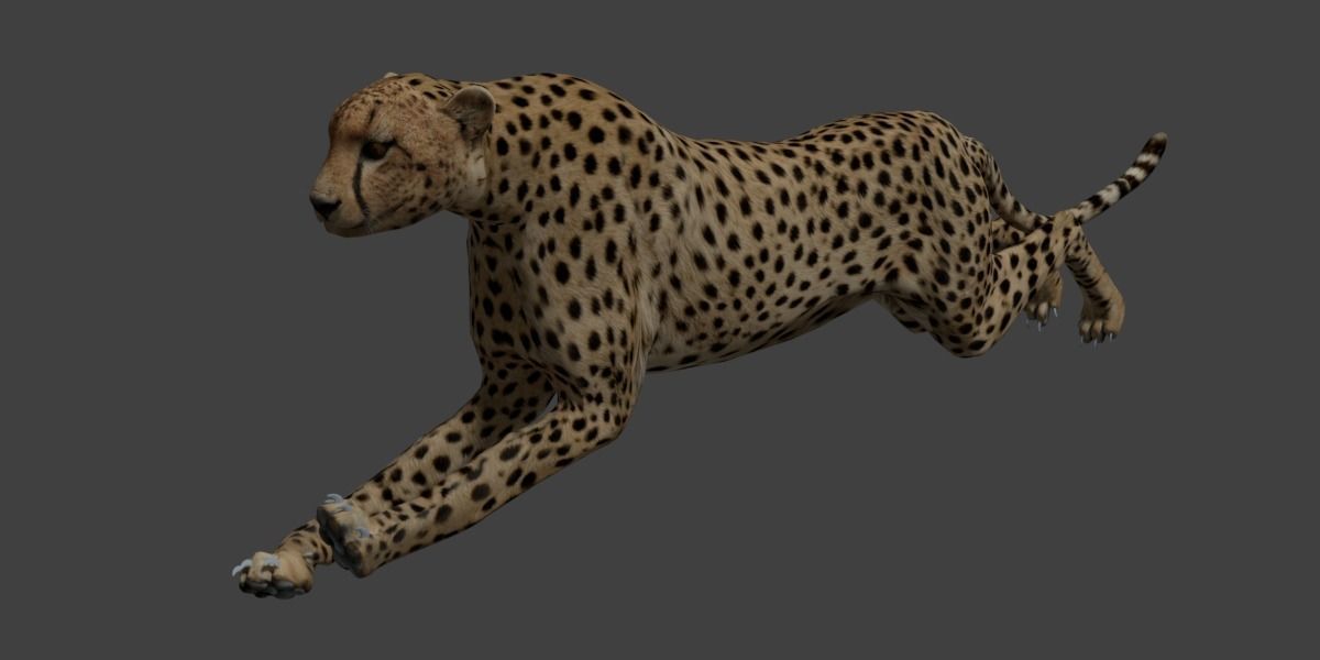 3D model Cheetah running VR / AR / low-poly rigged animated | CGTrader