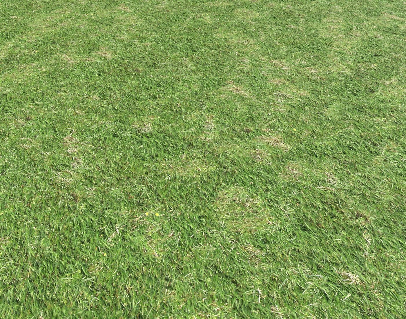 Grass terrain 14 Texture | CGTrader