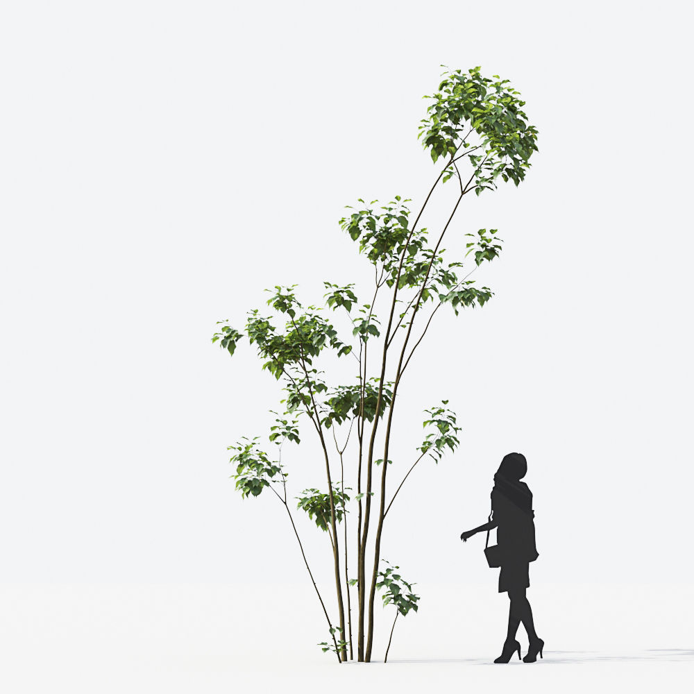 Trees - Pack 2 3D model | CGTrader