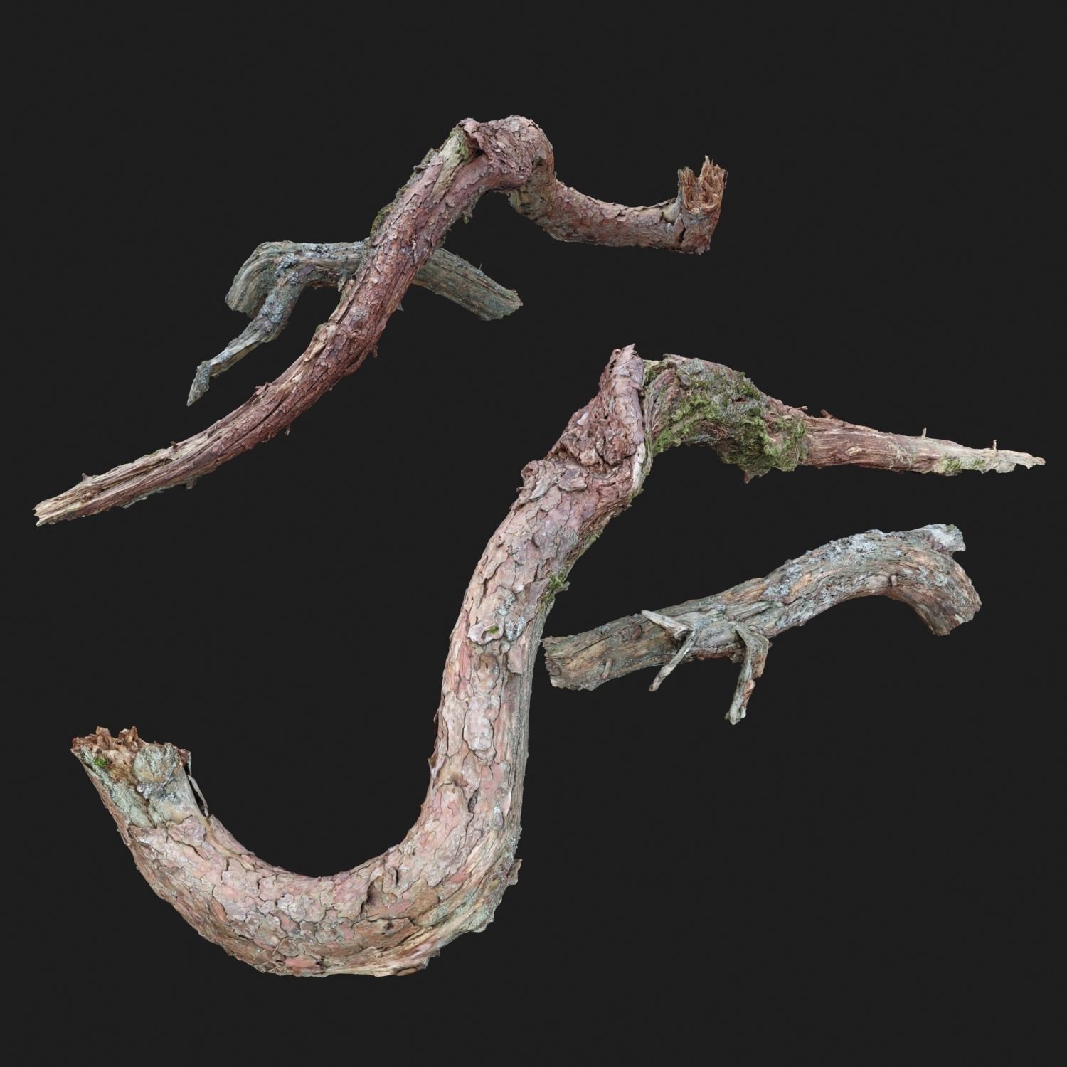 Dead twisted tree 3d scan 5 3D model | CGTrader