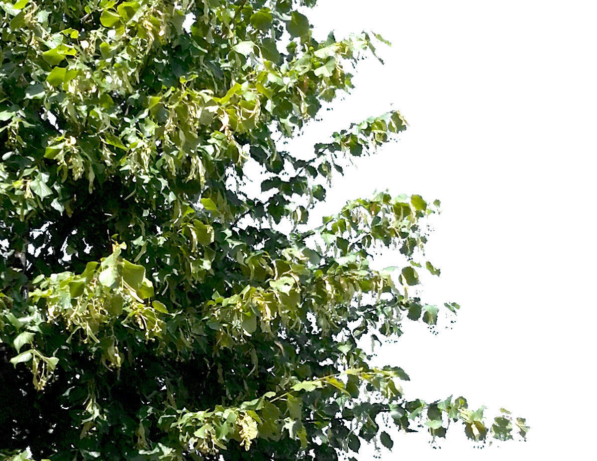 46 Cutout Foreground - Fill Trees Collection Texture | CGTrader