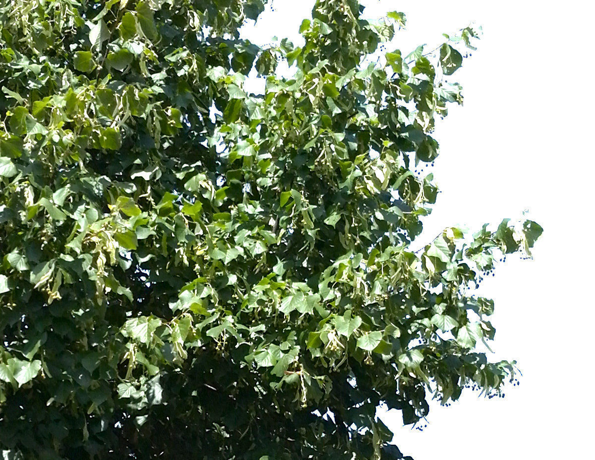 46 Cutout Foreground - Fill Trees Collection Texture | CGTrader