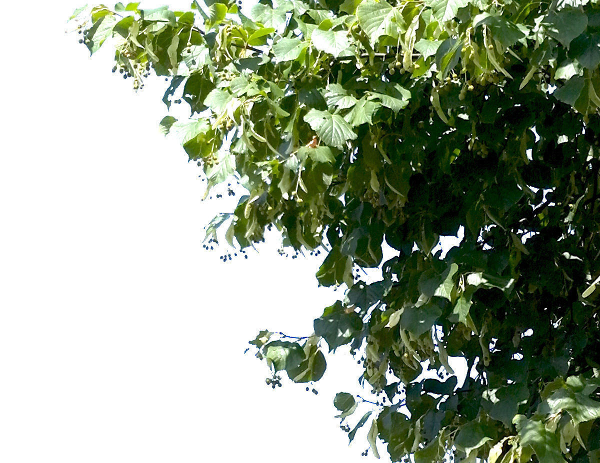 46 Cutout Foreground - Fill Trees Collection Texture | CGTrader