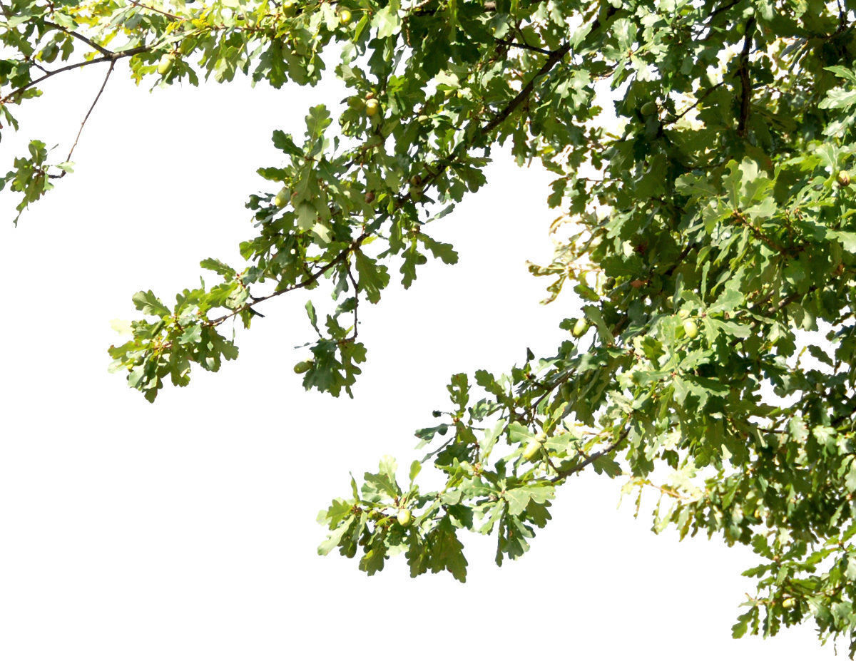 46 Cutout Foreground - Fill Trees Collection Texture | CGTrader