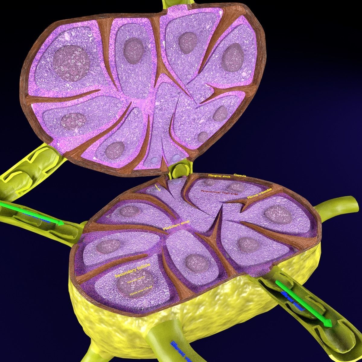 Lymph node Lymphatic system 3D model | CGTrader