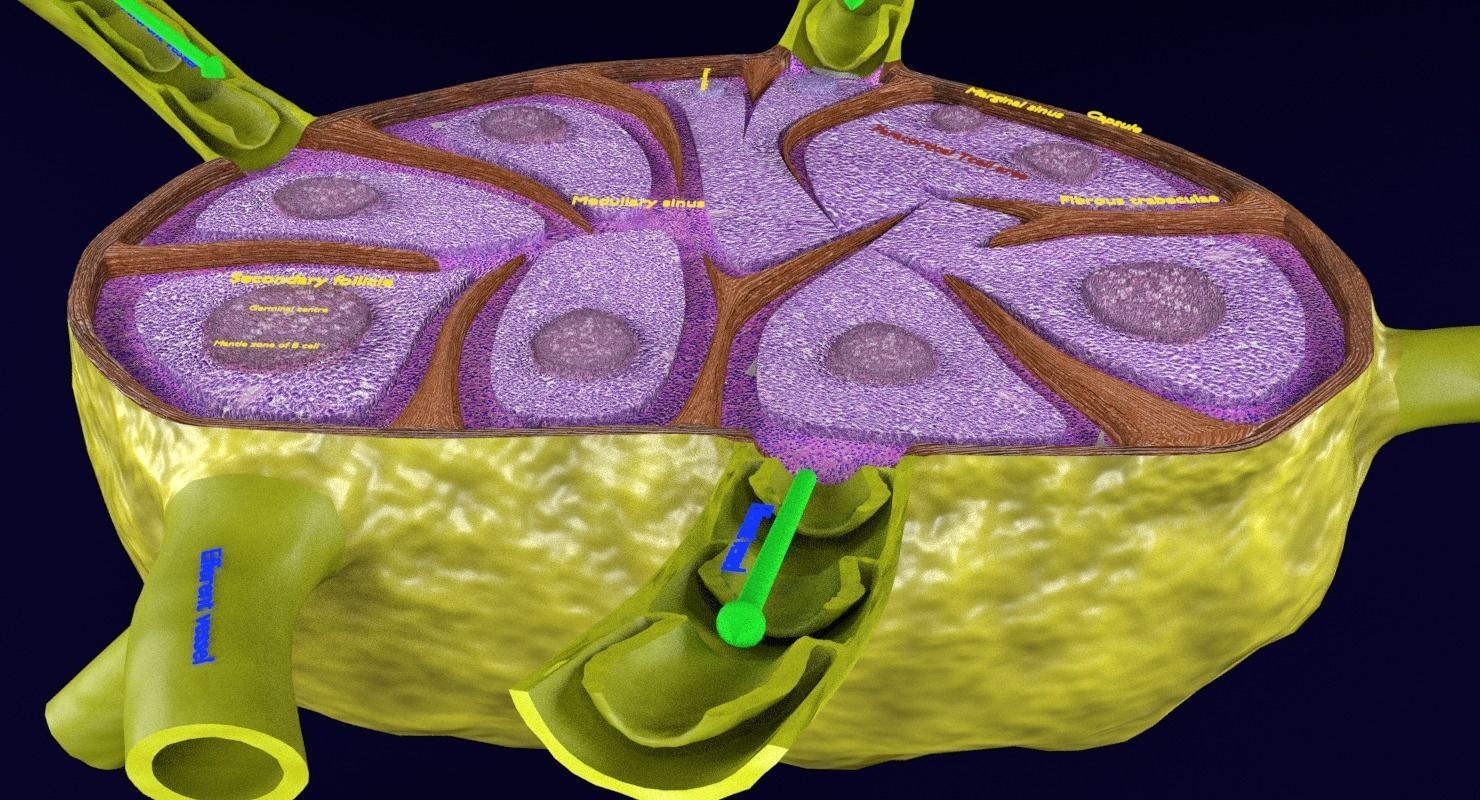 Lymph node Lymphatic system 3D model | CGTrader
