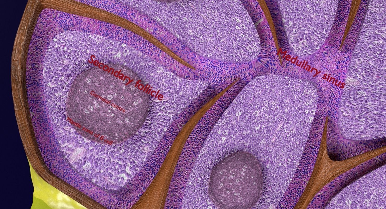 Lymph node Lymphatic system 3D model | CGTrader