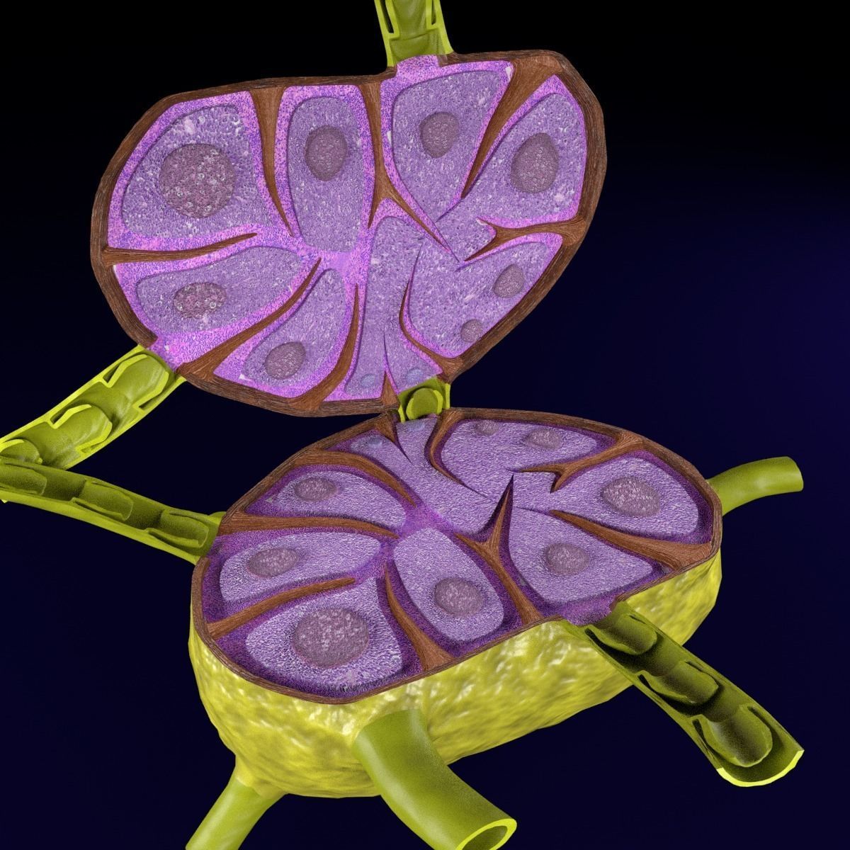 Lymph node Lymphatic system 3D model | CGTrader