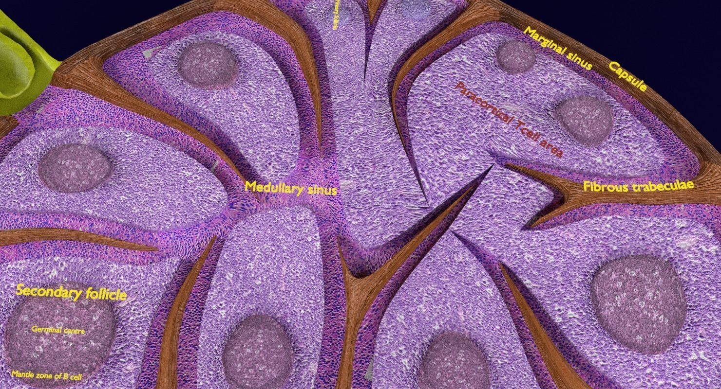 Lymph node Lymphatic system 3D model | CGTrader