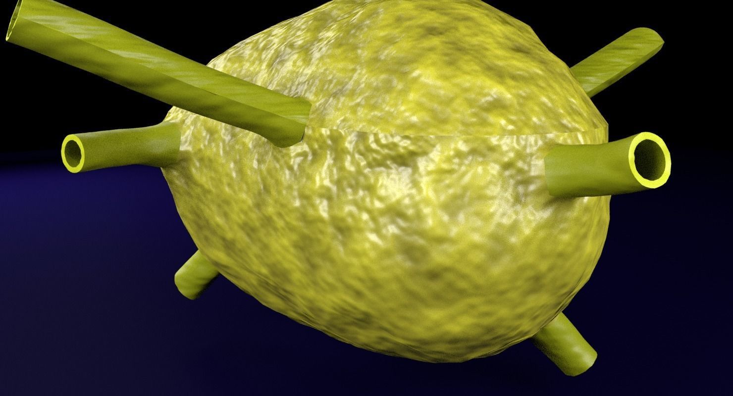 Lymph node Lymphatic system 3D model | CGTrader