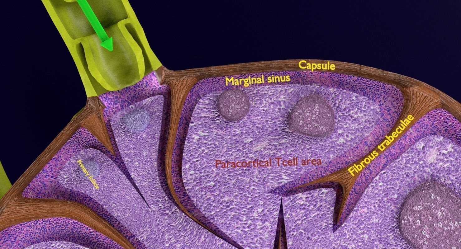 Lymph node Lymphatic system 3D model | CGTrader