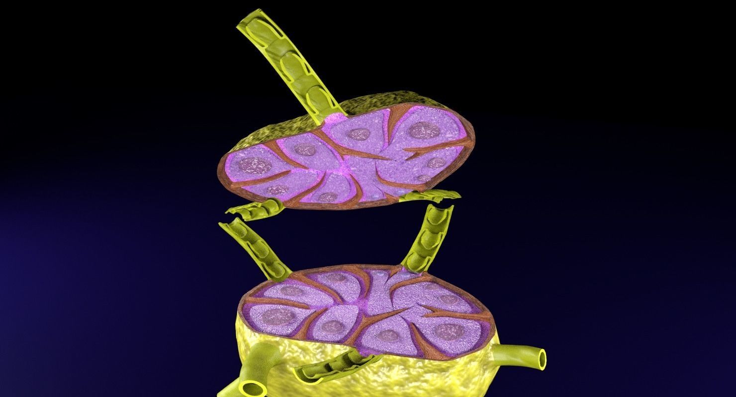 Lymph node Lymphatic system 3D model | CGTrader