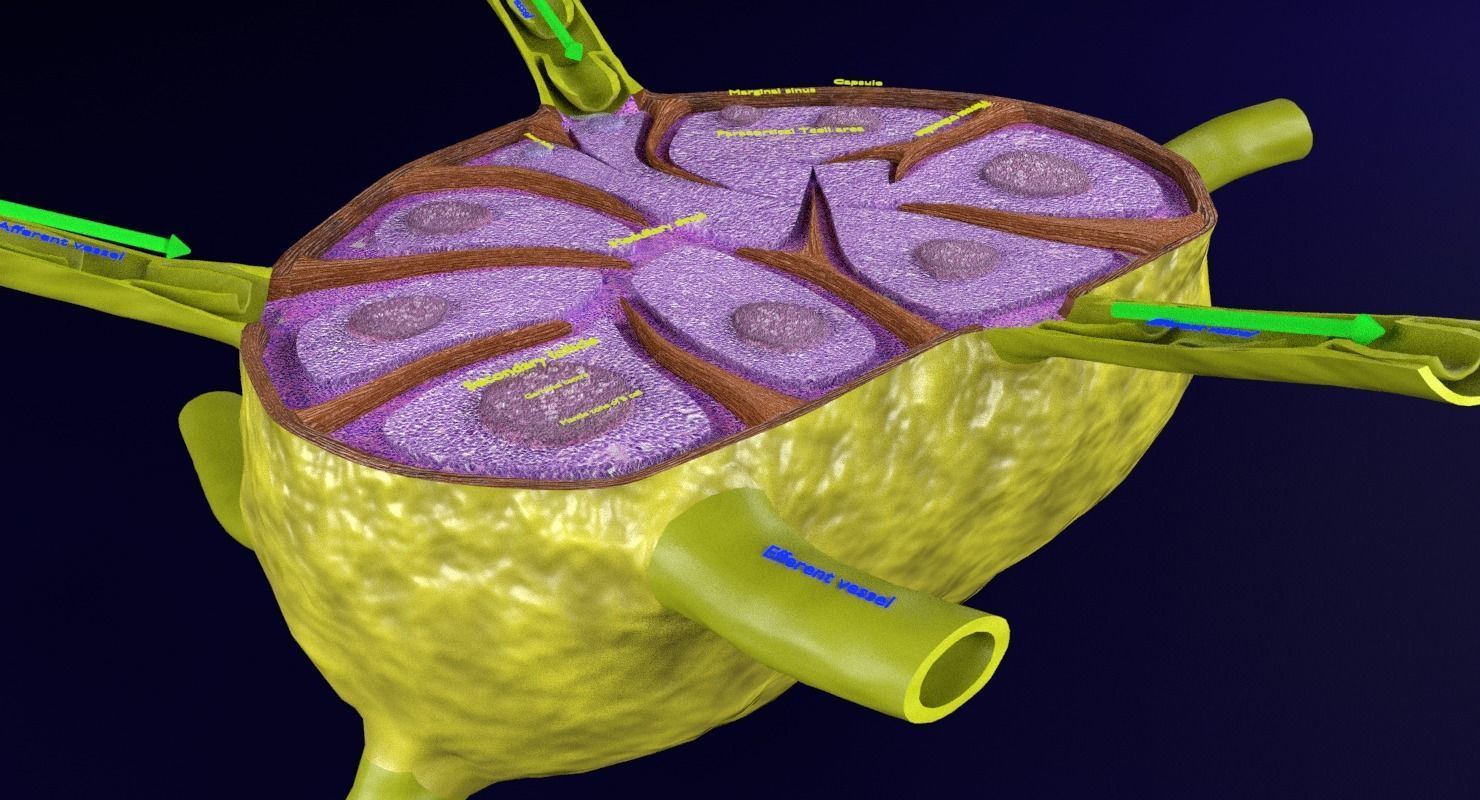 Lymph node Lymphatic system 3D model | CGTrader