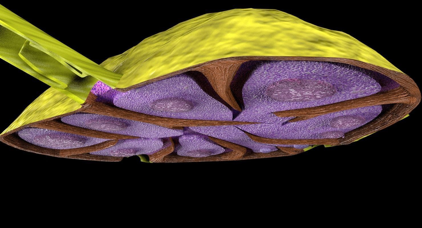 Lymph node Lymphatic system 3D model | CGTrader