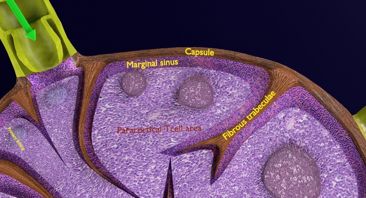 Lymph node Lymphatic system 3D model | CGTrader