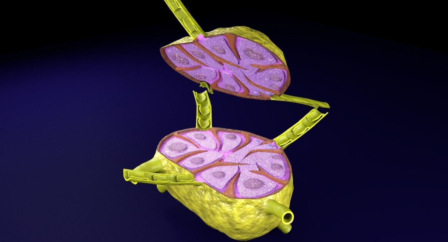 Lymph node Lymphatic system 3D model | CGTrader