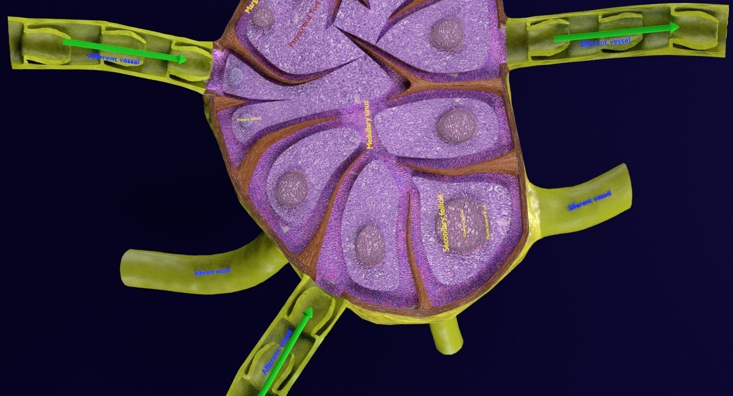 Lymph node Lymphatic system 3D model | CGTrader
