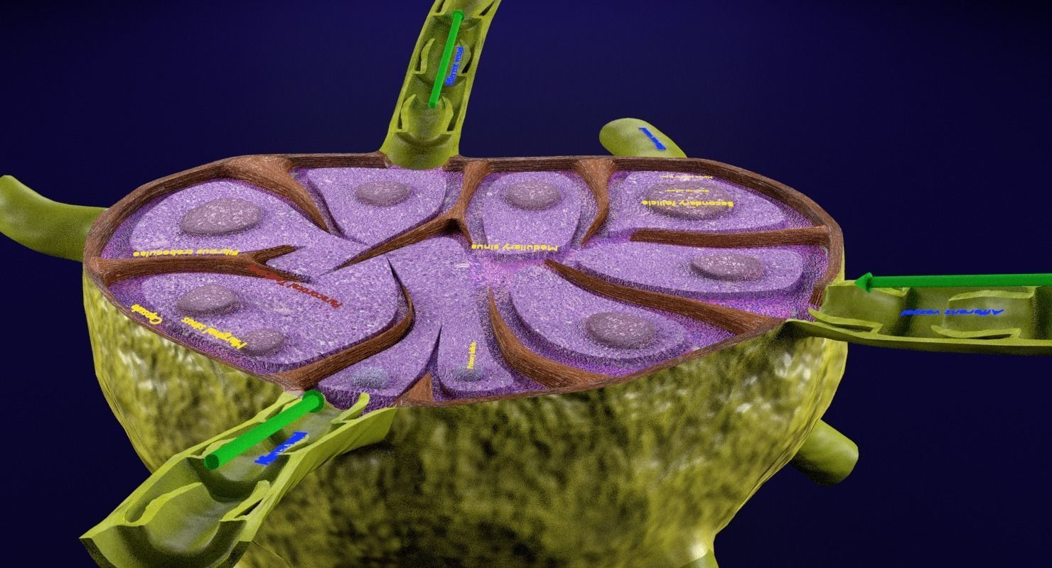 Lymph node Lymphatic system 3D model | CGTrader