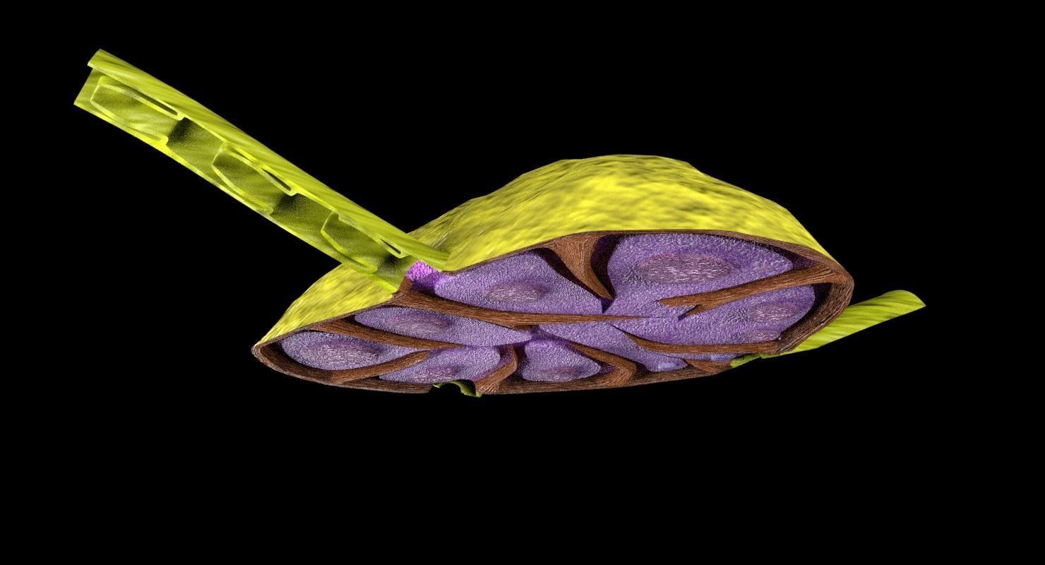 Lymph node Lymphatic system 3D model | CGTrader