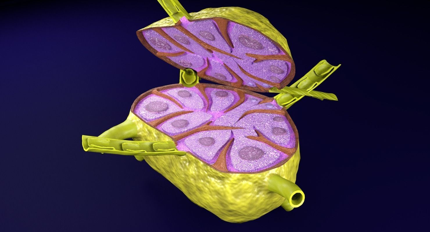 Lymph node Lymphatic system 3D model | CGTrader