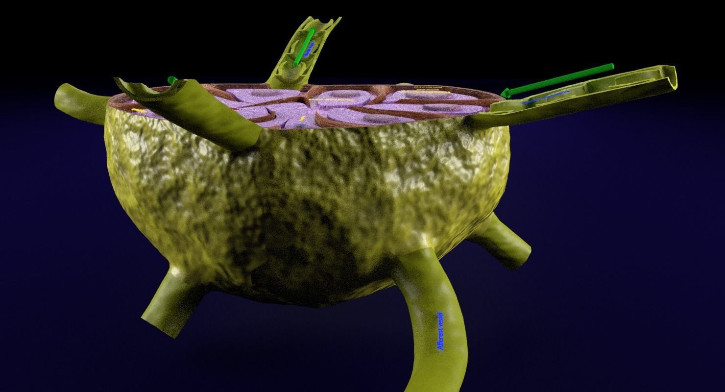 Lymph node Lymphatic system 3D model | CGTrader