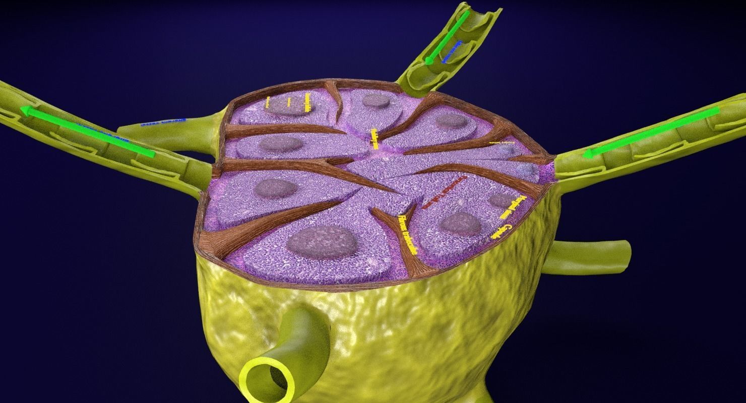 Lymph node Lymphatic system 3D model | CGTrader