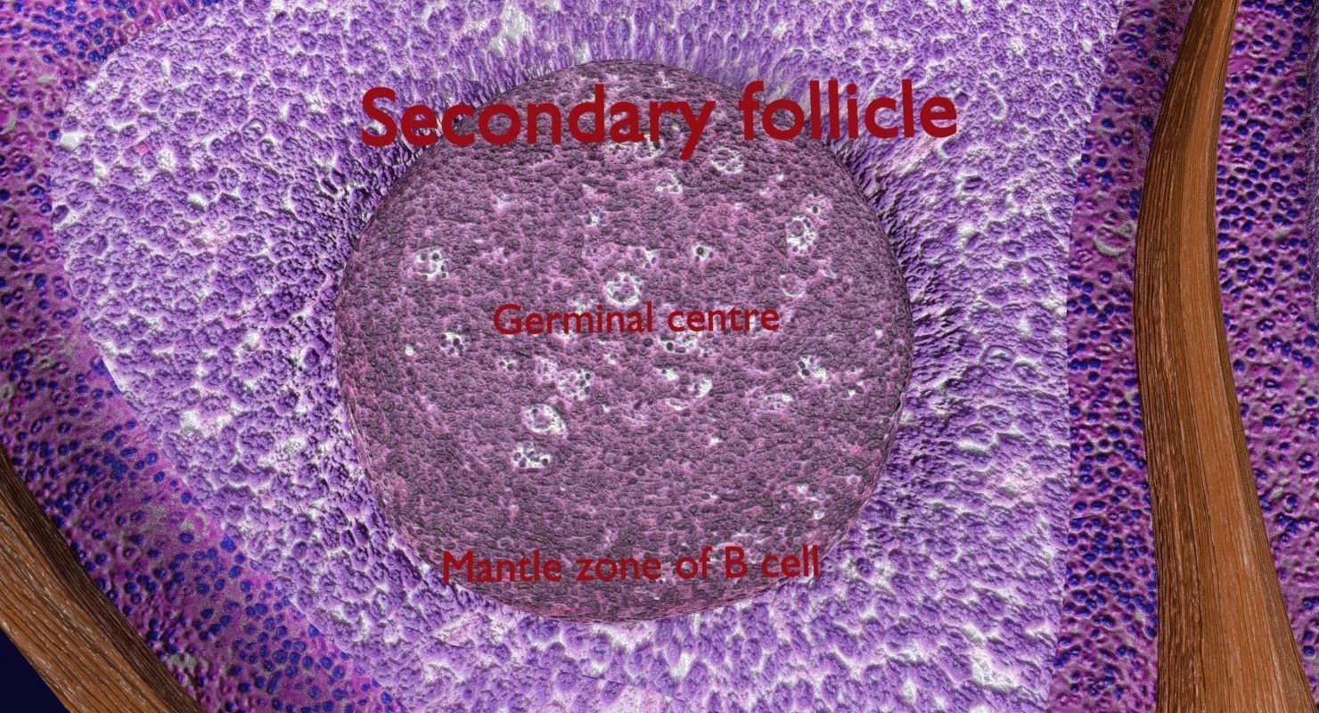 Lymph node Lymphatic system 3D model | CGTrader