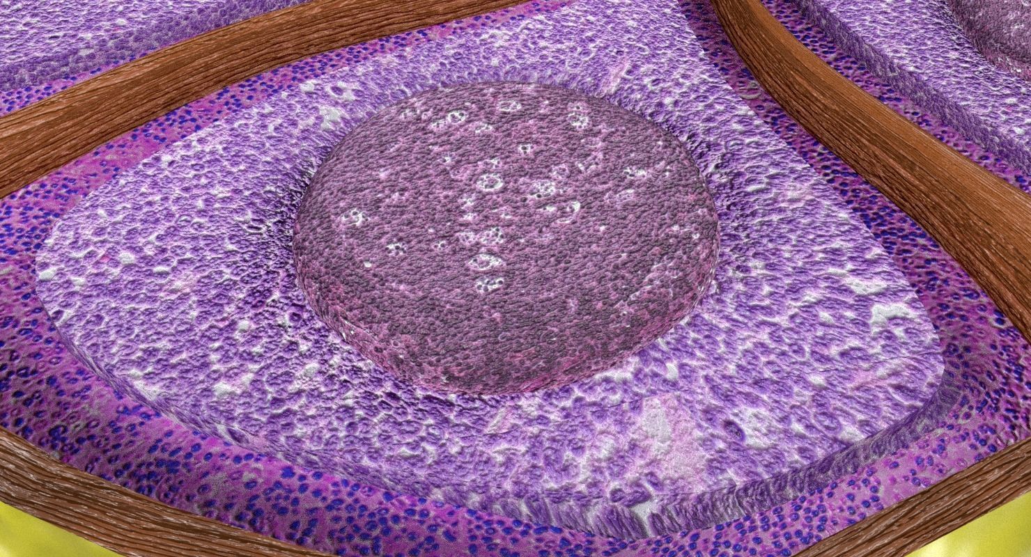 Lymph node Lymphatic system 3D model | CGTrader