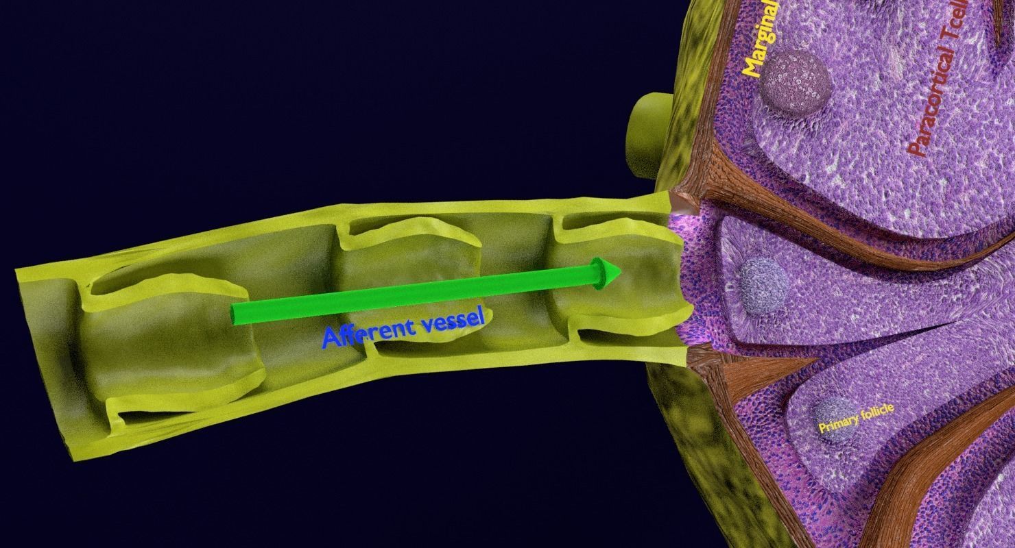 Lymph node Lymphatic system 3D model | CGTrader
