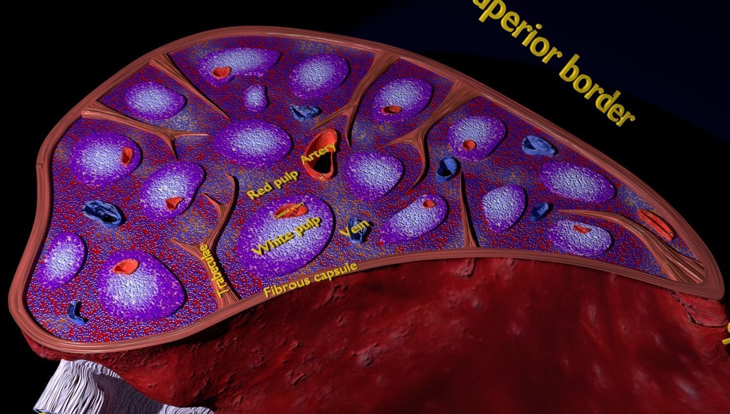 3D Spleen Anatomy Microscopy Labelled 3D model | CGTrader