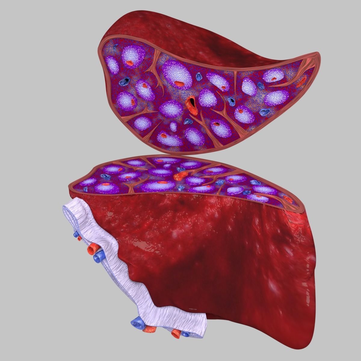 3D Spleen Anatomy Microscopy Labelled 3D model | CGTrader