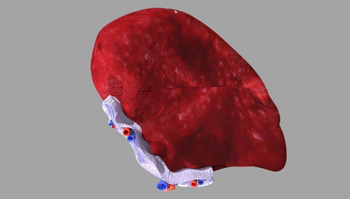 3D Spleen Anatomy Microscopy Labelled 3D model | CGTrader