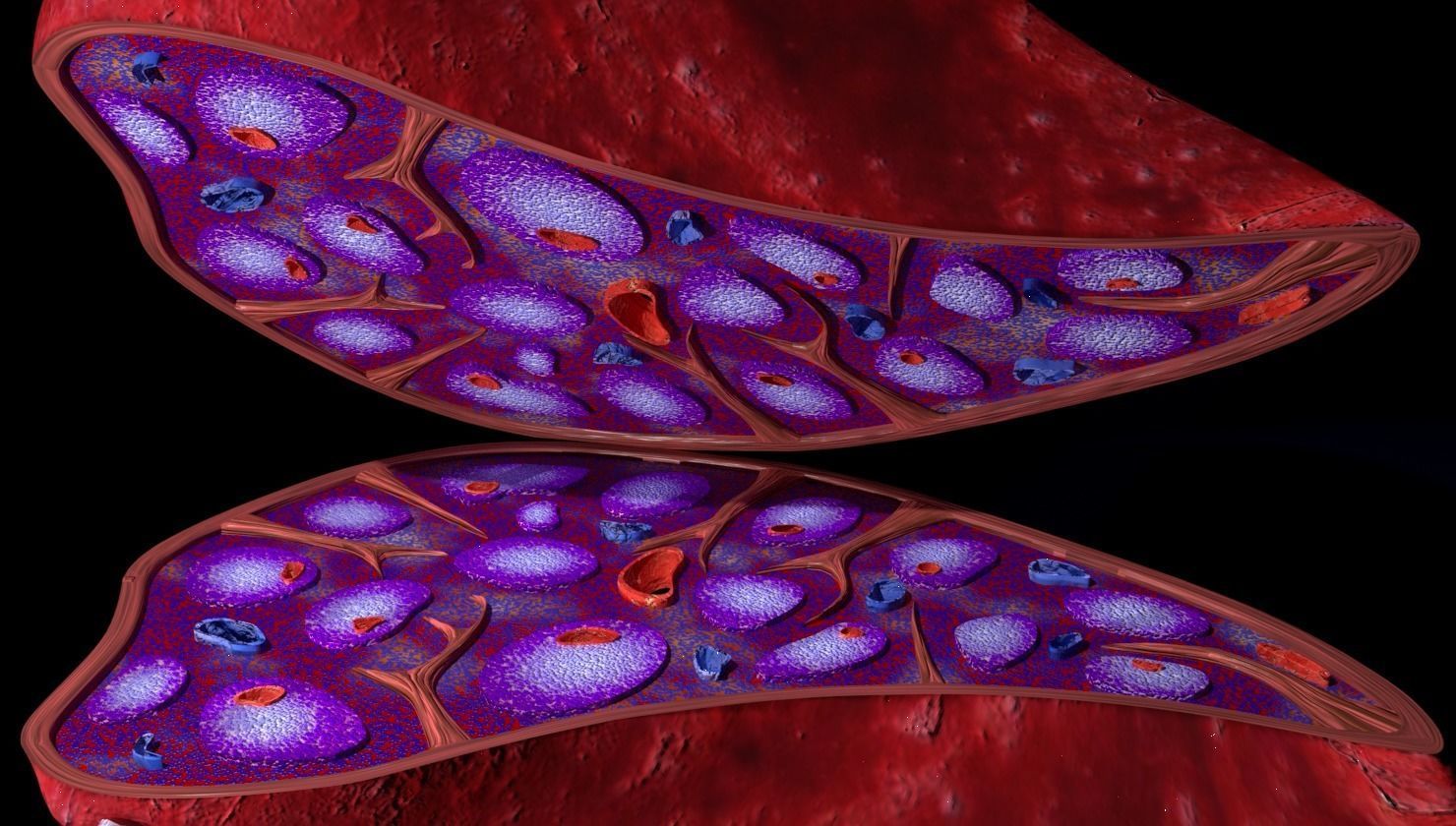 3D Spleen Anatomy Microscopy Labelled 3D model | CGTrader