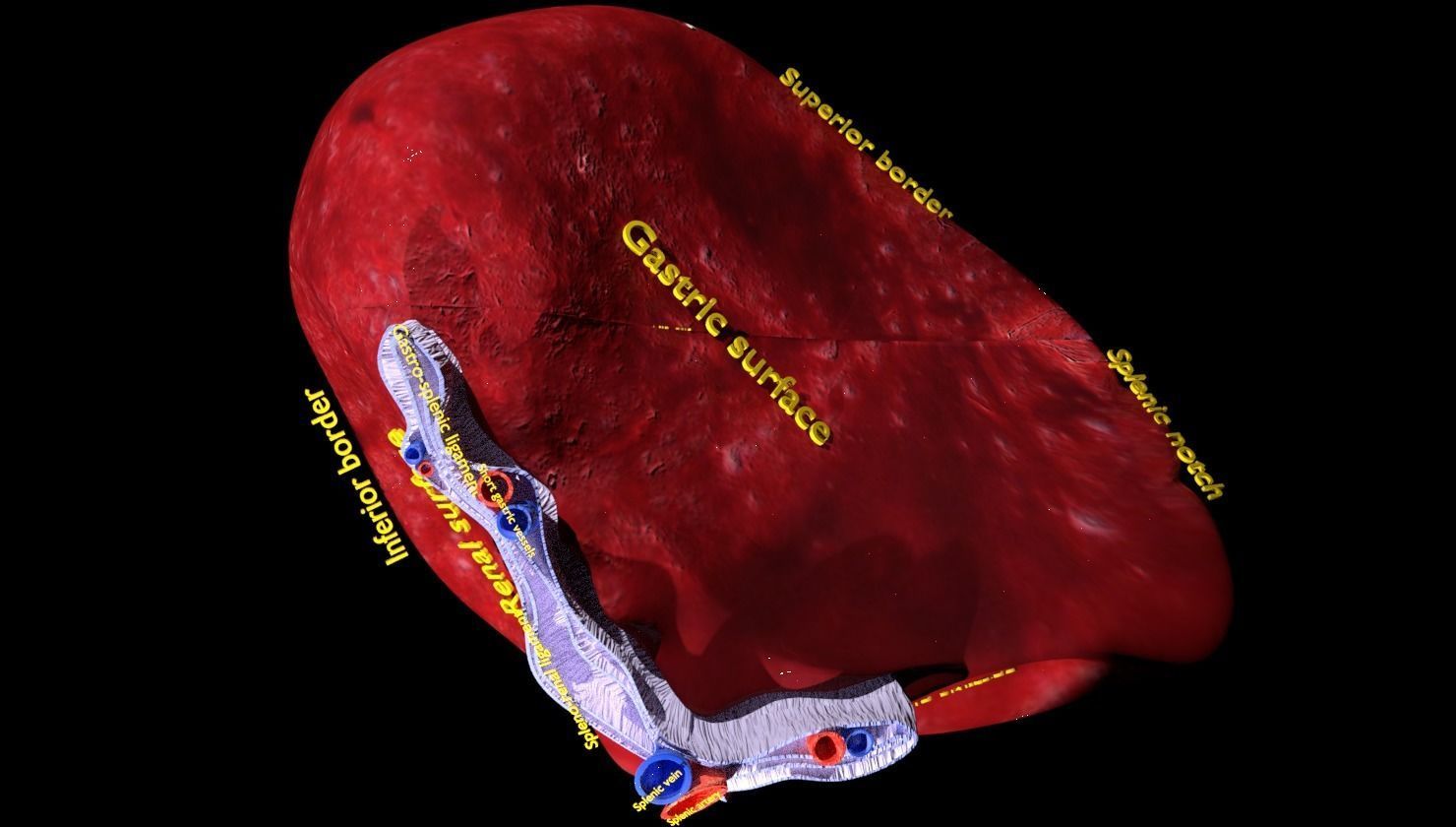 3D Spleen Anatomy Microscopy Labelled 3D model | CGTrader