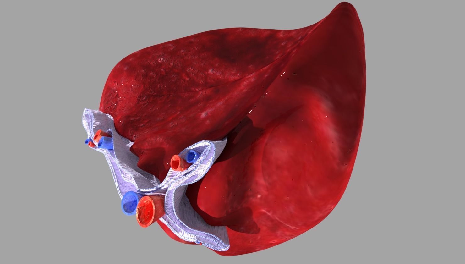 3D Spleen Anatomy Microscopy Labelled 3D model | CGTrader
