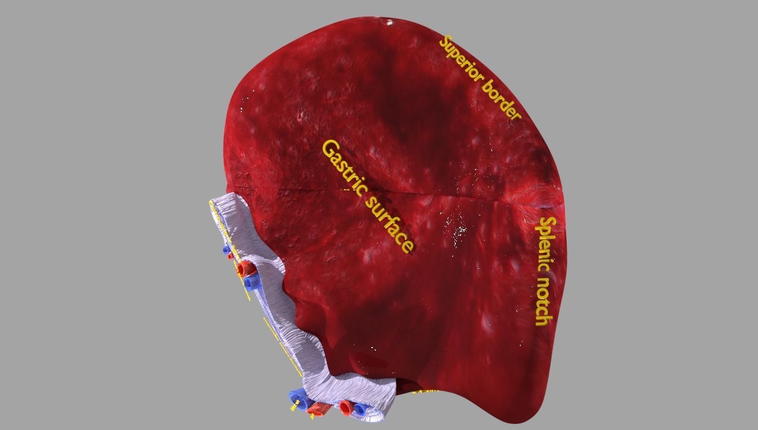 3D Spleen Anatomy Microscopy Labelled 3D model | CGTrader