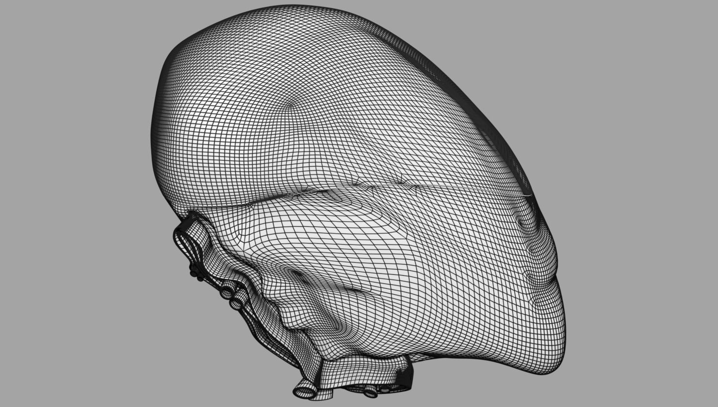 3D Spleen Anatomy Microscopy Labelled 3D model | CGTrader