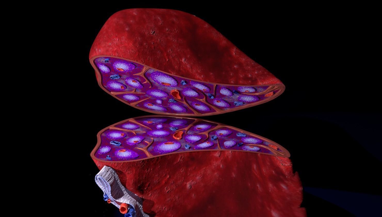 3D Spleen Anatomy Microscopy Labelled 3D model | CGTrader