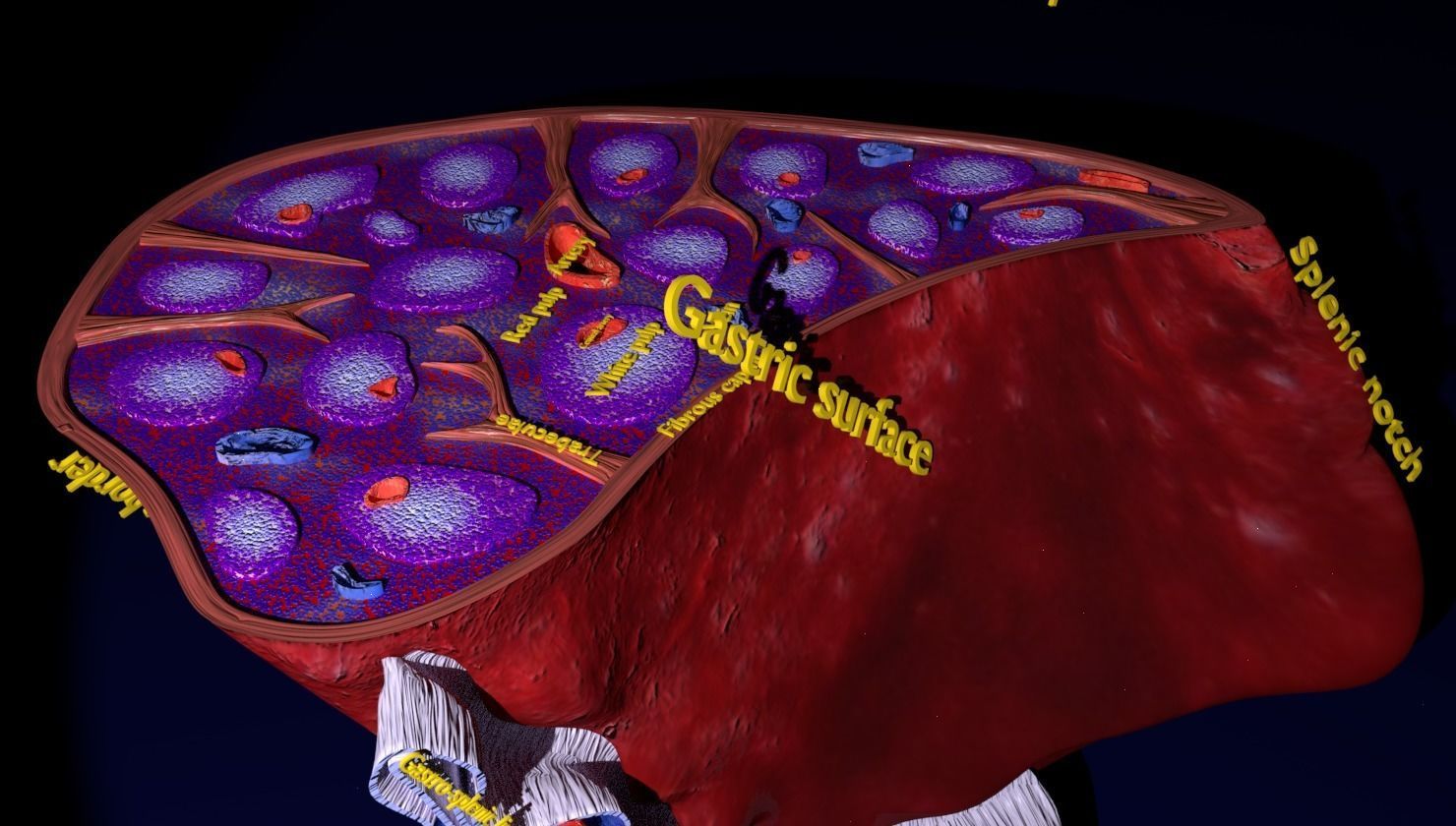 3D Spleen Anatomy Microscopy Labelled 3D model | CGTrader