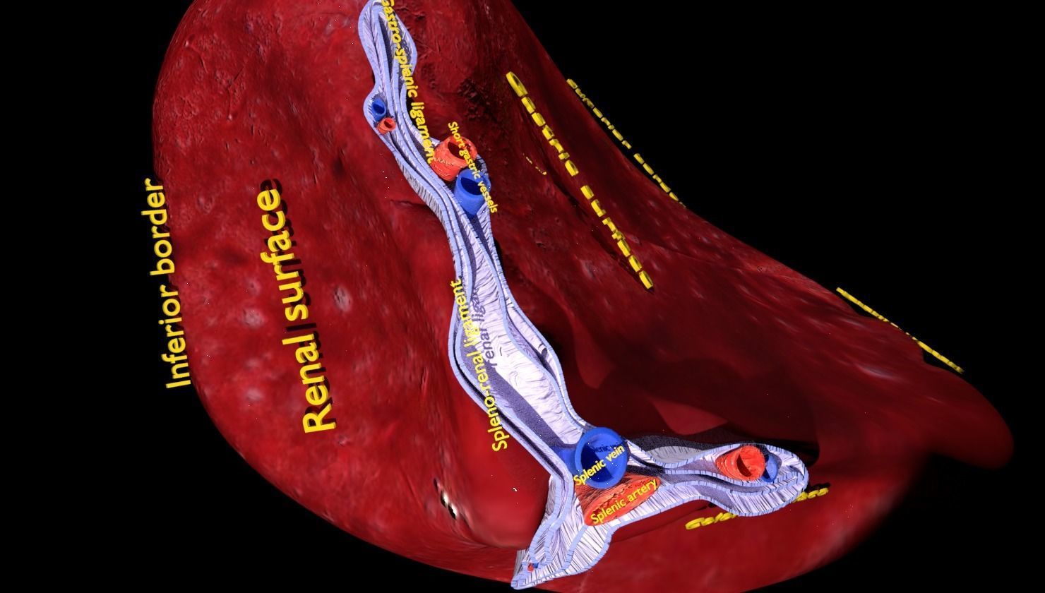 3D Spleen Anatomy Microscopy Labelled 3D model | CGTrader