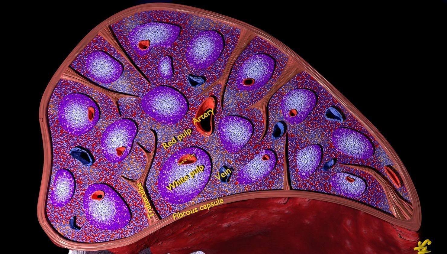 3D Spleen Anatomy Microscopy Labelled 3D model | CGTrader