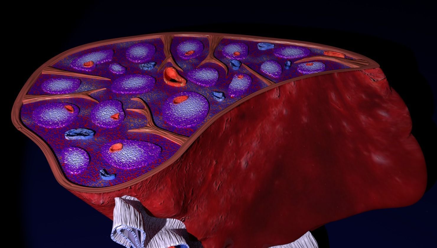 3D Spleen Anatomy Microscopy Labelled 3D model | CGTrader