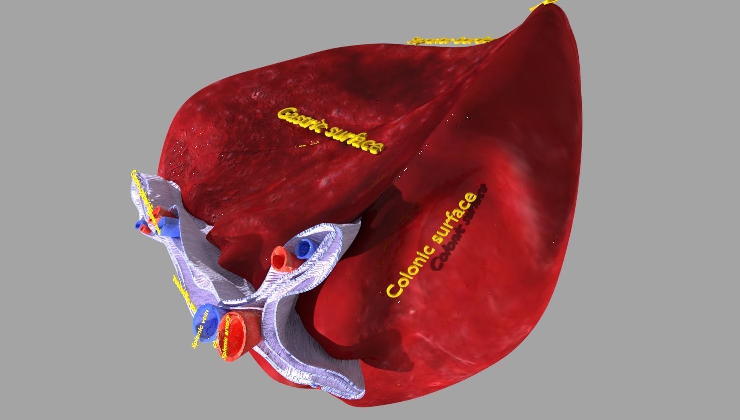 3D Spleen Anatomy Microscopy Labelled 3D model | CGTrader