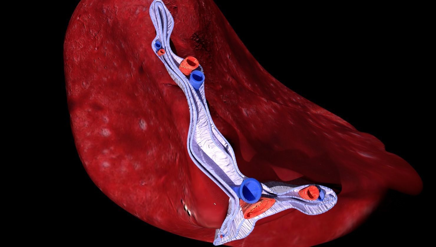 3D Spleen Anatomy Microscopy Labelled 3D model | CGTrader