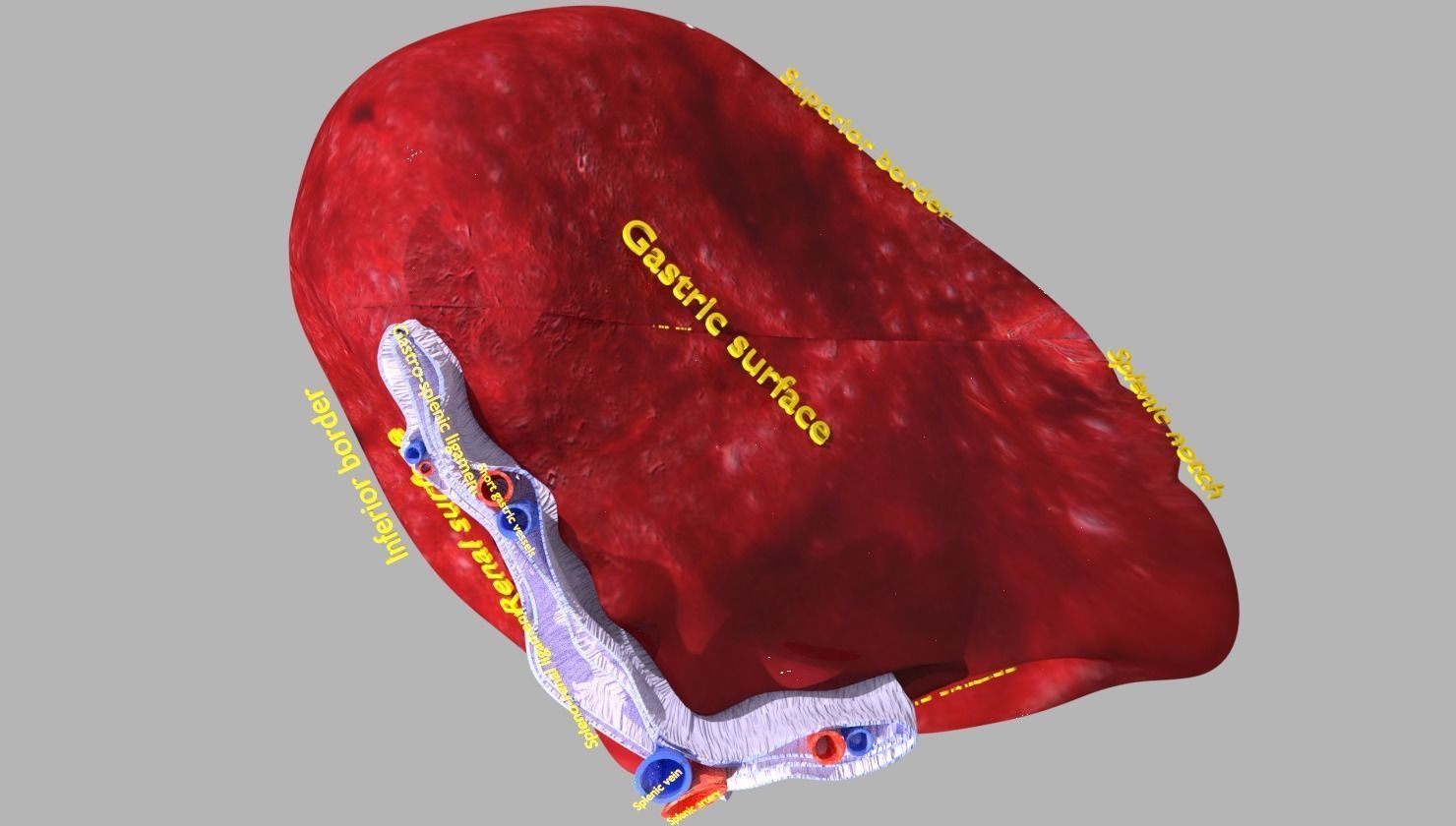 3D Spleen Anatomy Microscopy Labelled 3D model | CGTrader