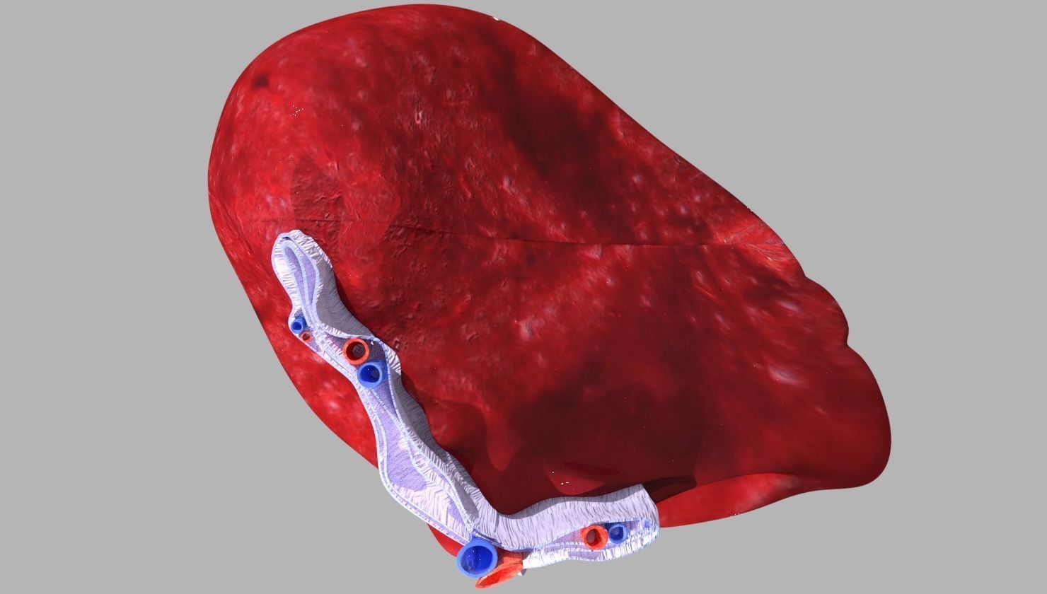 3D Spleen Anatomy Microscopy Labelled 3D model | CGTrader