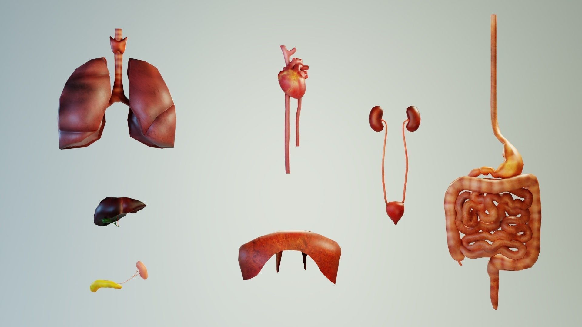 3D model Human Internal Organs VR / AR / low-poly | CGTrader