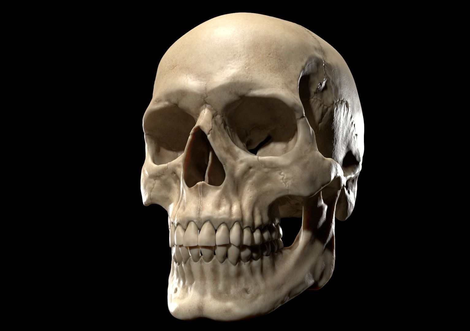 3D Realistic Human Skull model 3D model | CGTrader