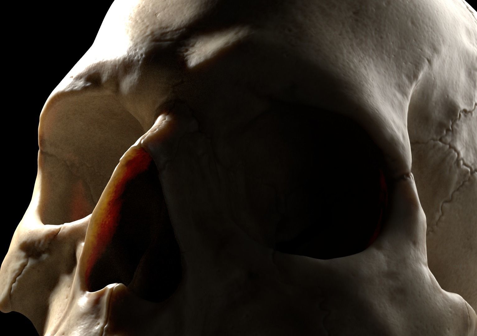 3D Realistic Human Skull model 3D model | CGTrader